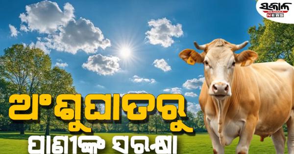 ଗୃହପାଳିତ ପଶୁଙ୍କୁ ଅଂଶୁଘାତ କବଳରୁ ସୁରକ୍ଷିତ ରଖିବାର ଉପାୟ….. - The Sakala